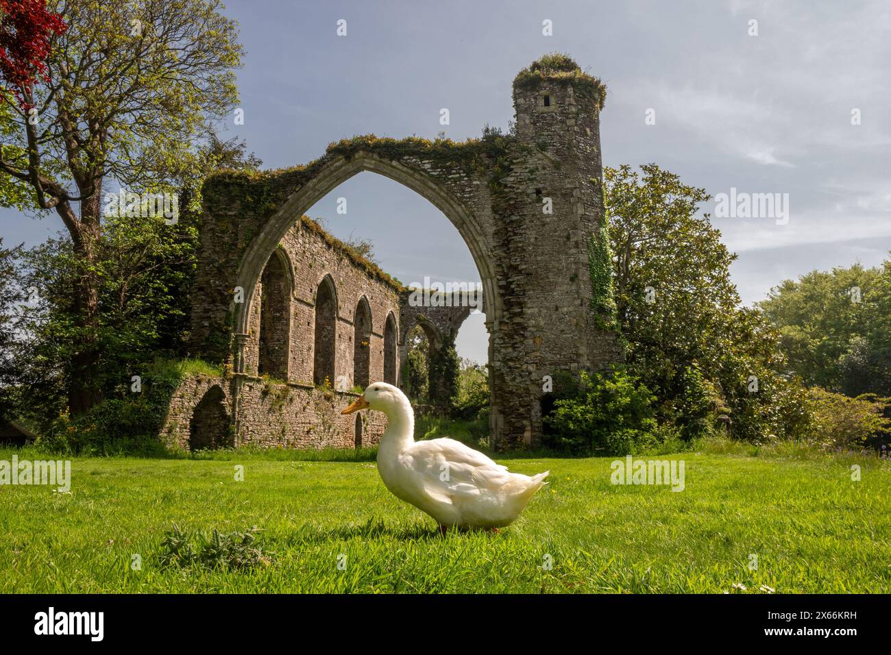 Winchelsea, May 10th 2024: The ruined medieval church at Greyfriar's in ...