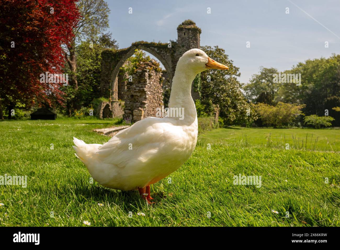 Winchelsea, May 10th 2024: The ruined medieval church at Greyfriar's in ...