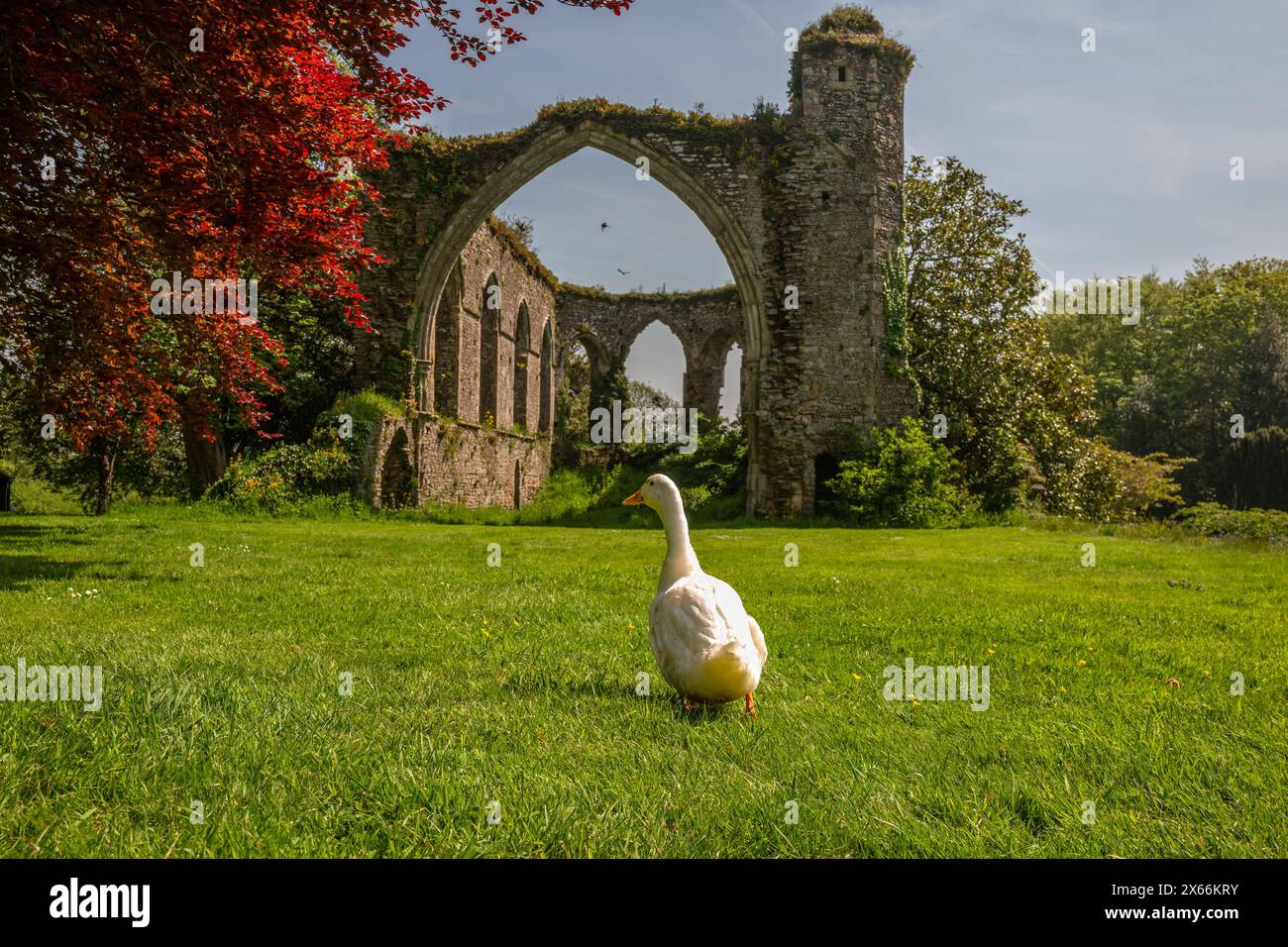 Winchelsea, May 10th 2024: The ruined medieval church at Greyfriar's in ...