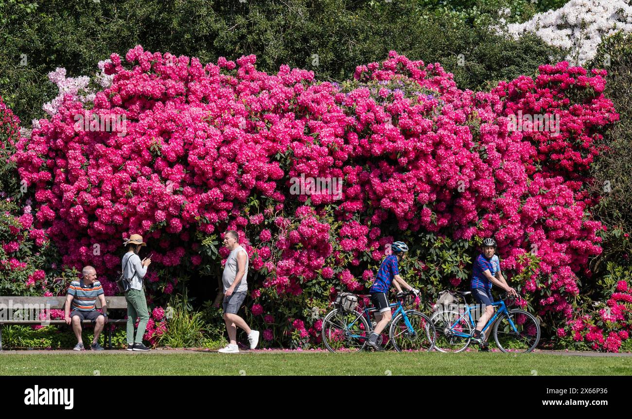 People enjoy the warm weather as rhododendrons appear in full bloom at ...