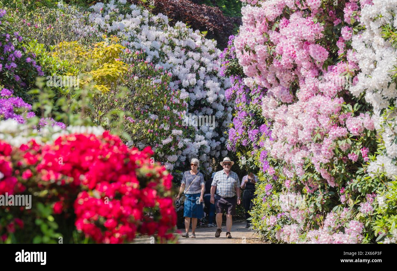 People enjoy the warm weather as rhododendrons appear in full bloom at ...
