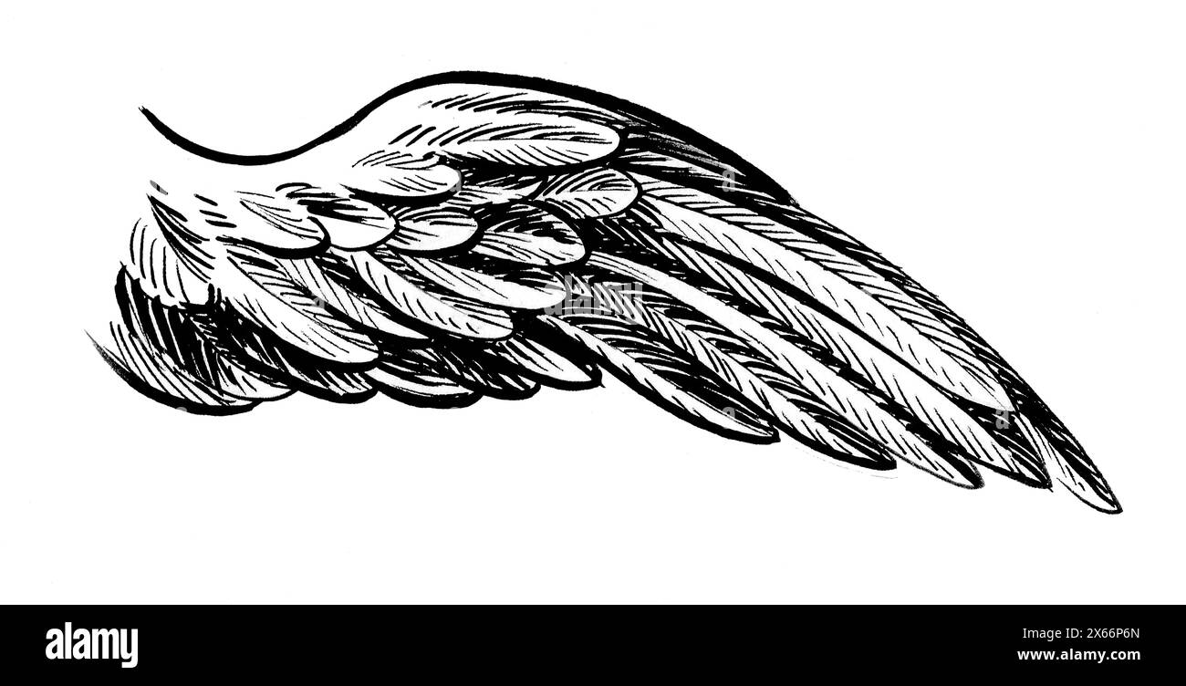 Birds wing. Hand drawn ink black and white illustration Stock Photo - Alamy