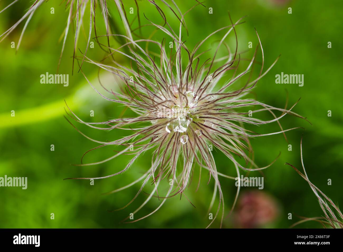Pulsatilla apiifolia hi-res stock photography and images - Alamy