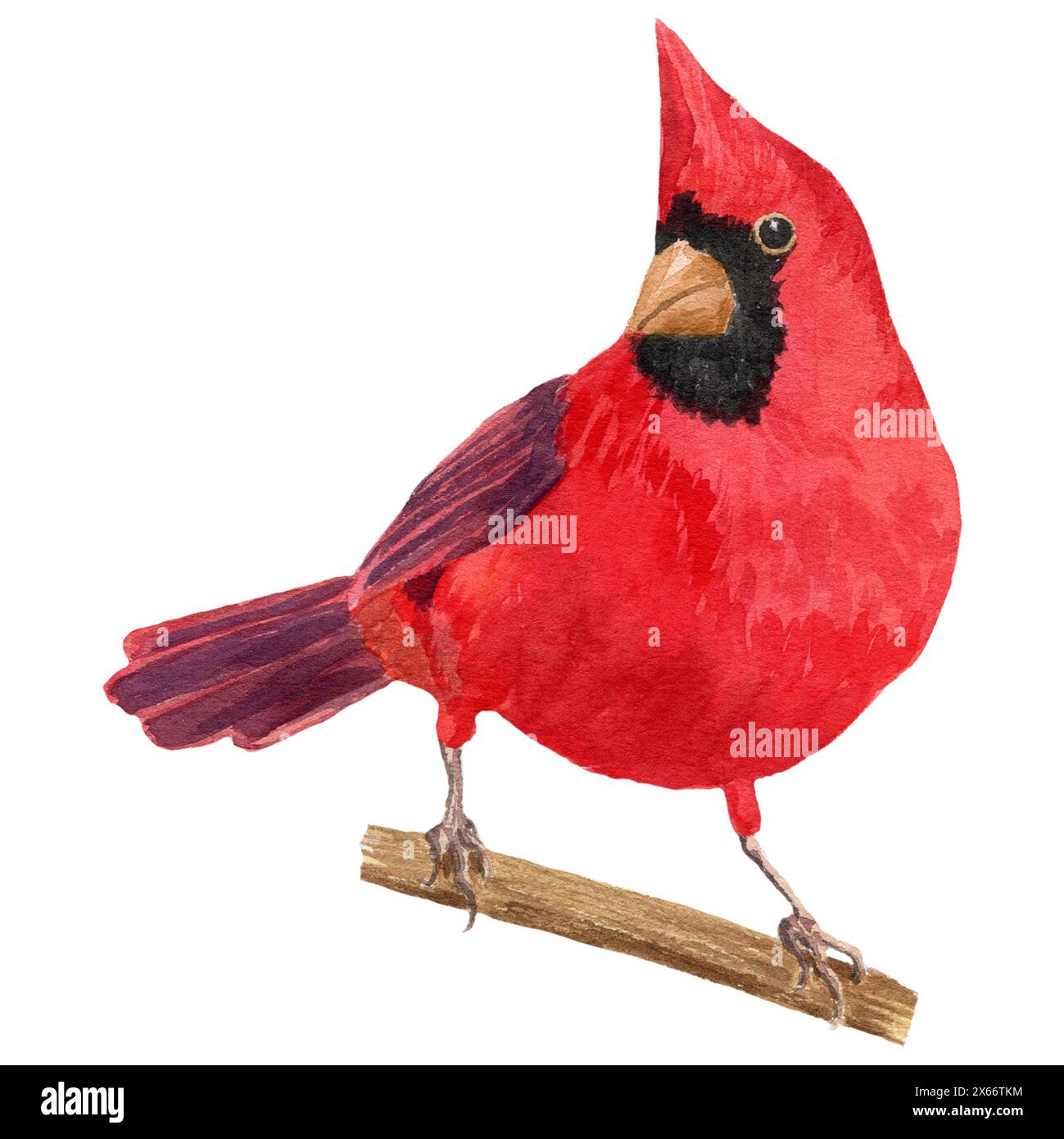 Northern cardinal, red cardinal, watercolor realistic illustration ...
