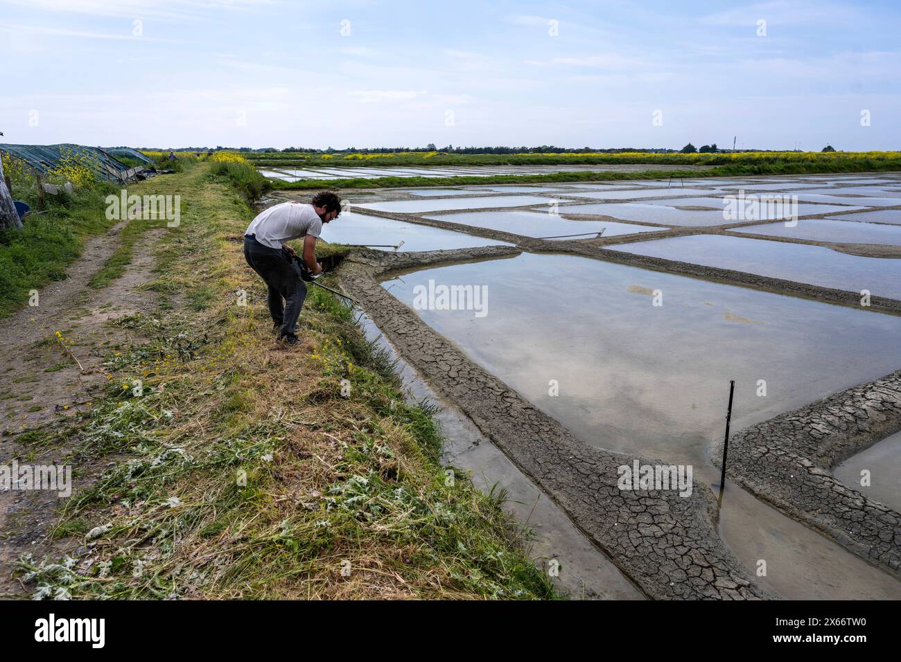 Feld zu gras hi-res stock photography and images - Alamy