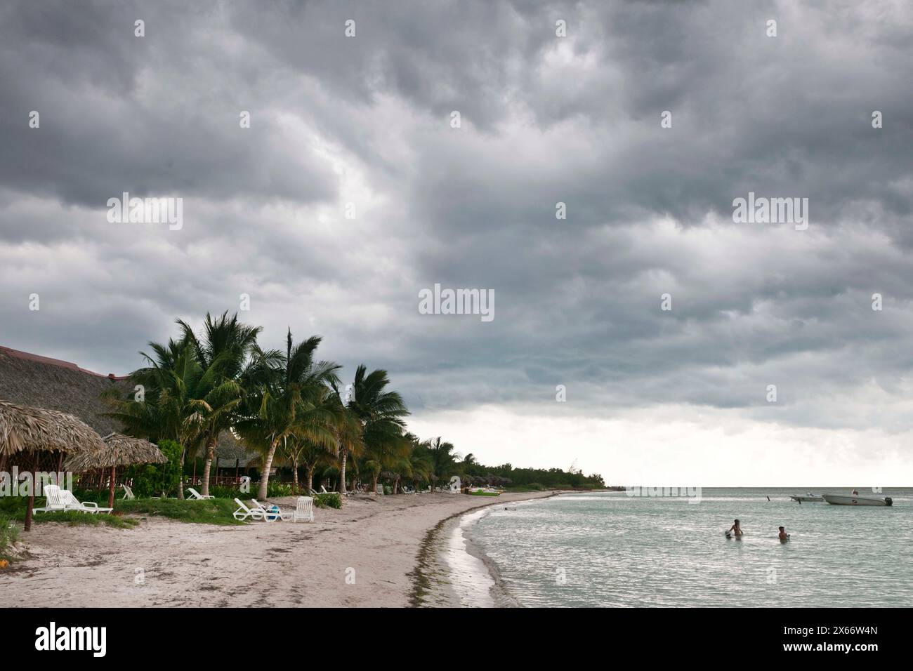 Cuban almendron hi-res stock photography and images - Alamy