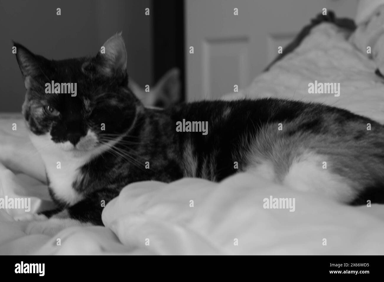 One eyed calico cat hi-res stock photography and images - Alamy One eyed calico cat hi-res stock photography and images - Alamy