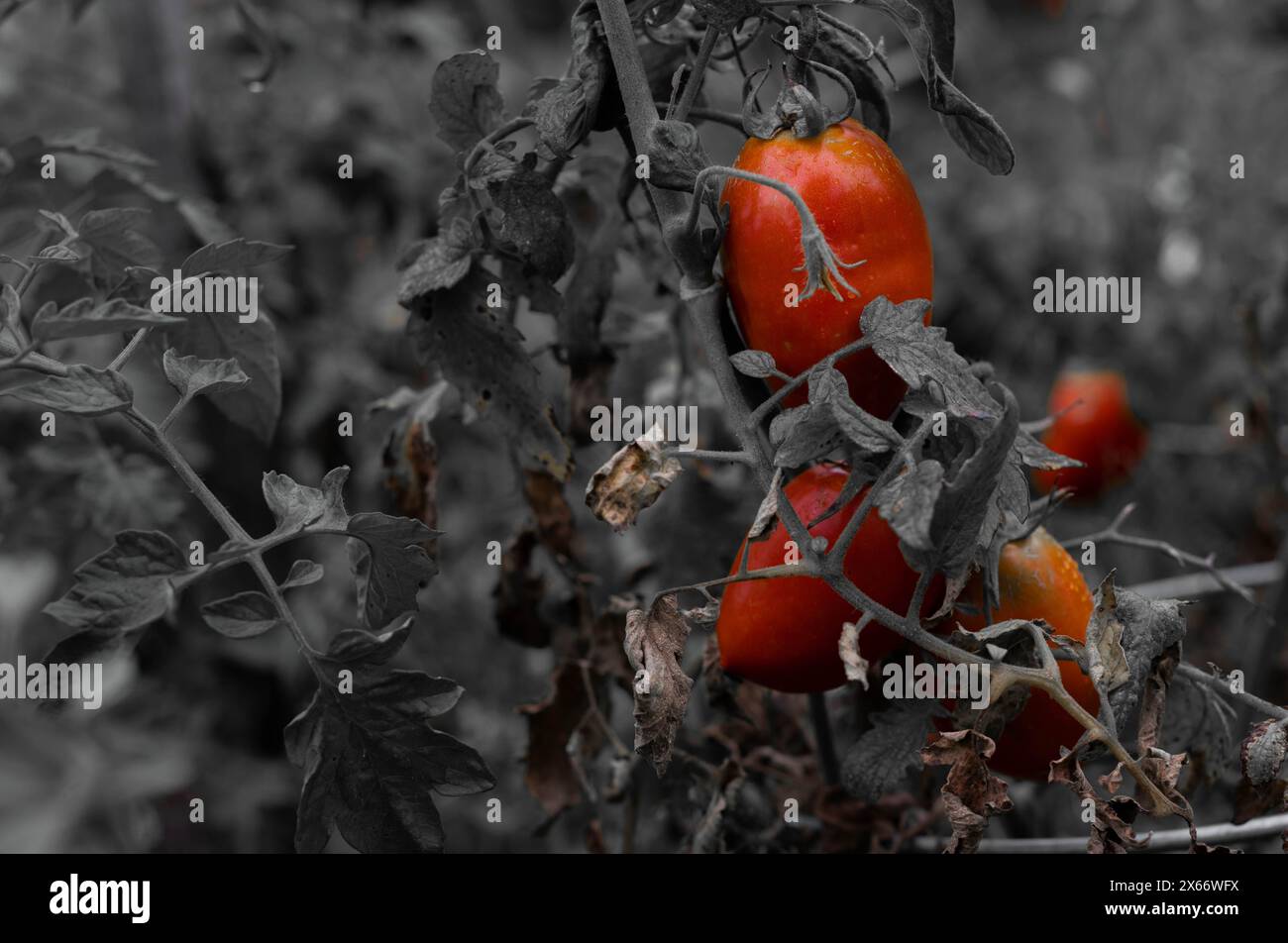Red san marzano tomatoes hi-res stock photography and images - Alamy