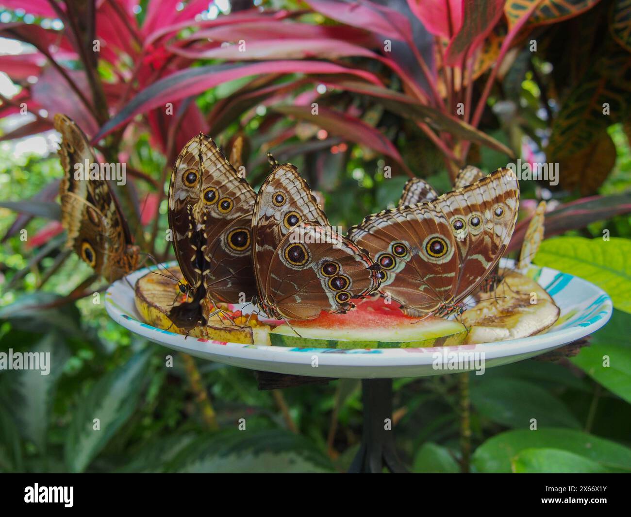 Butterflies feeding on fruit at The Key West Butterfly and Nature ...
