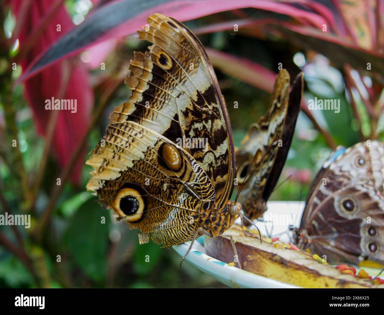 Butterflies feeding on fruit at The Key West Butterfly and Nature ...