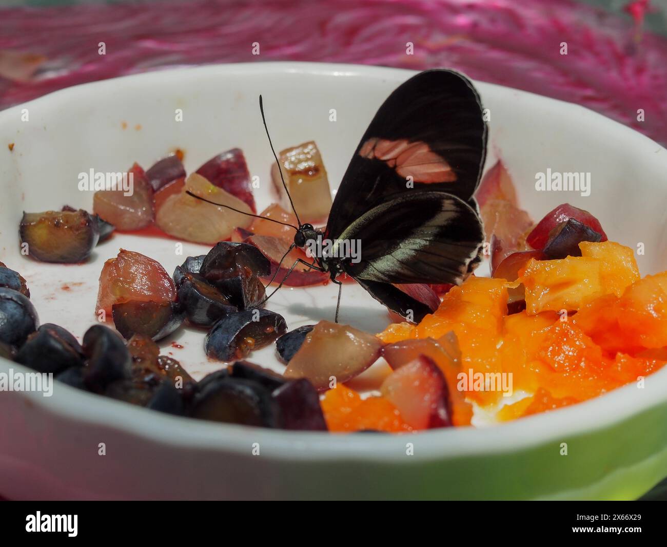 Butterflies feeding on fruit at The Key West Butterfly and Nature ...