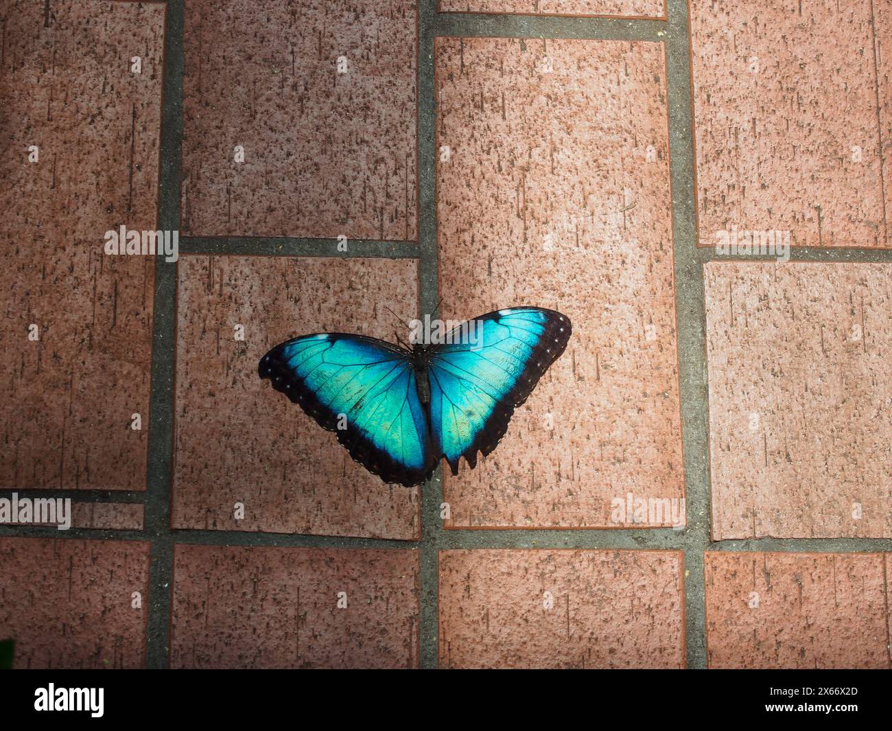 Butterfly lands on the ground at The Key West Butterfly and Nature ...