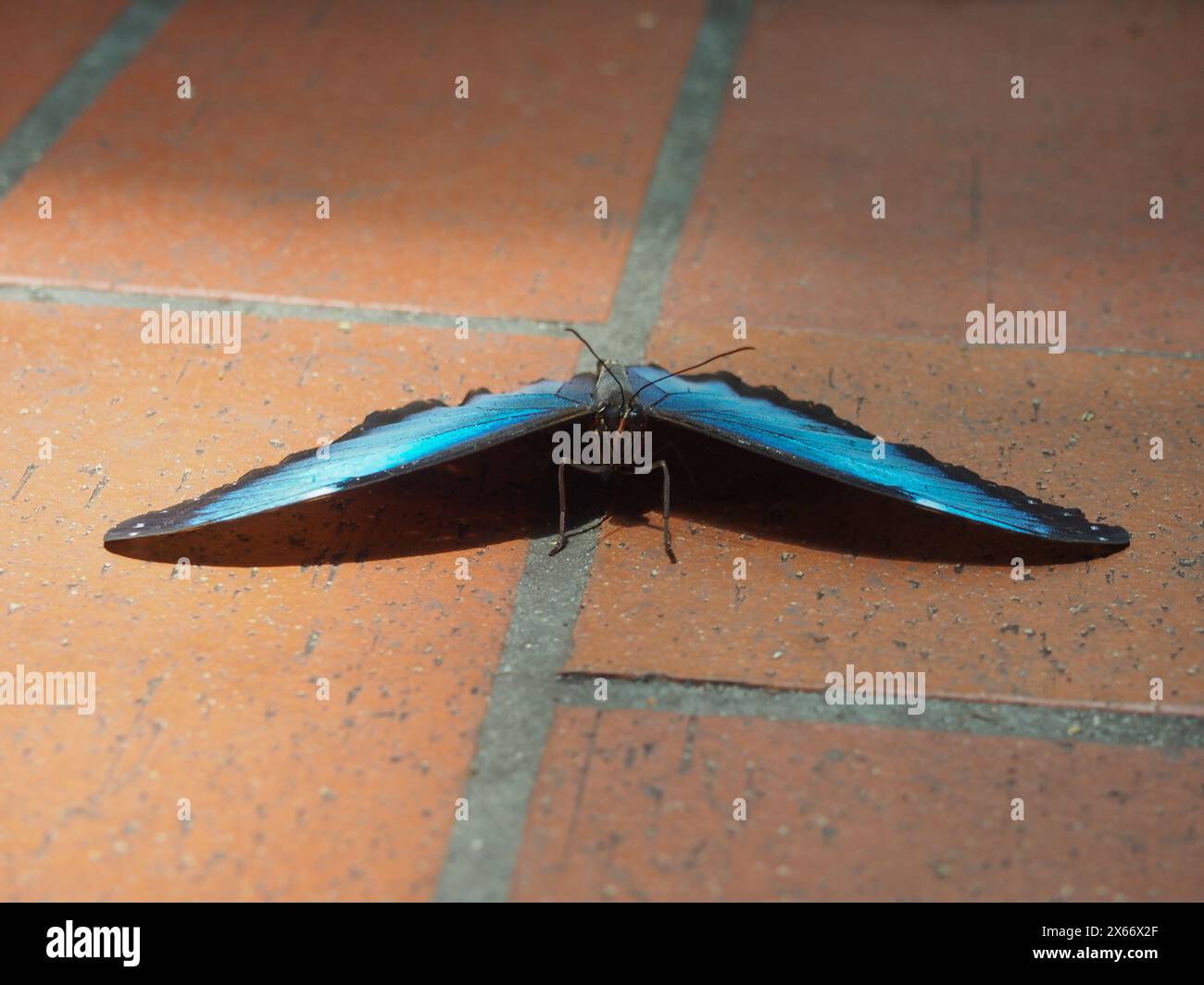 Butterfly lands on the ground at The Key West Butterfly and Nature ...