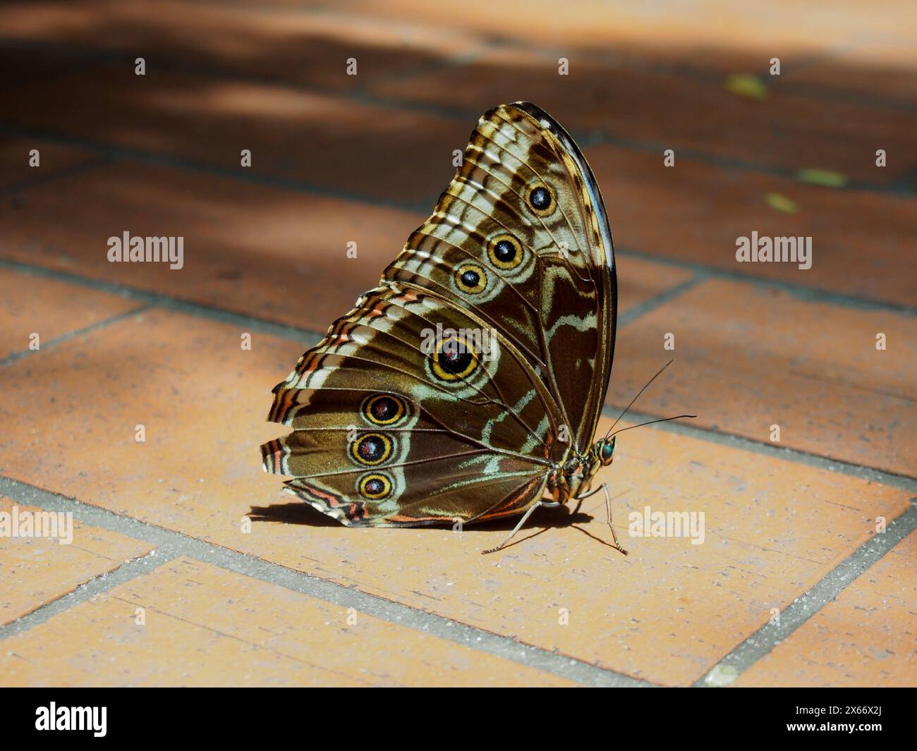 Butterfly lands on the ground at The Key West Butterfly and Nature ...