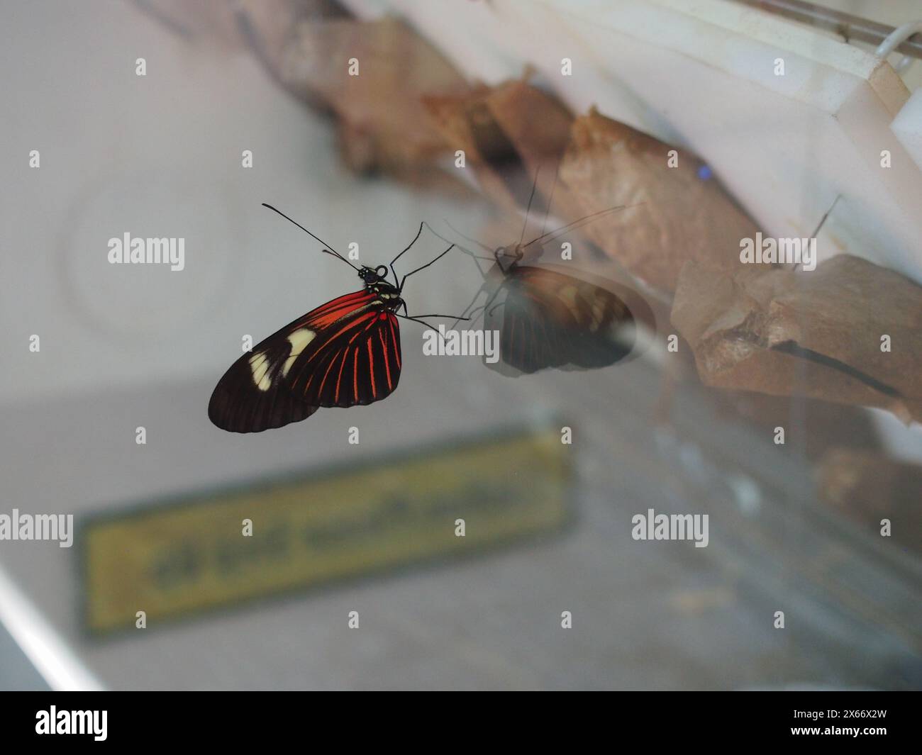 Butterfly breeding at The Key West Butterfly and Nature Conservancy ...