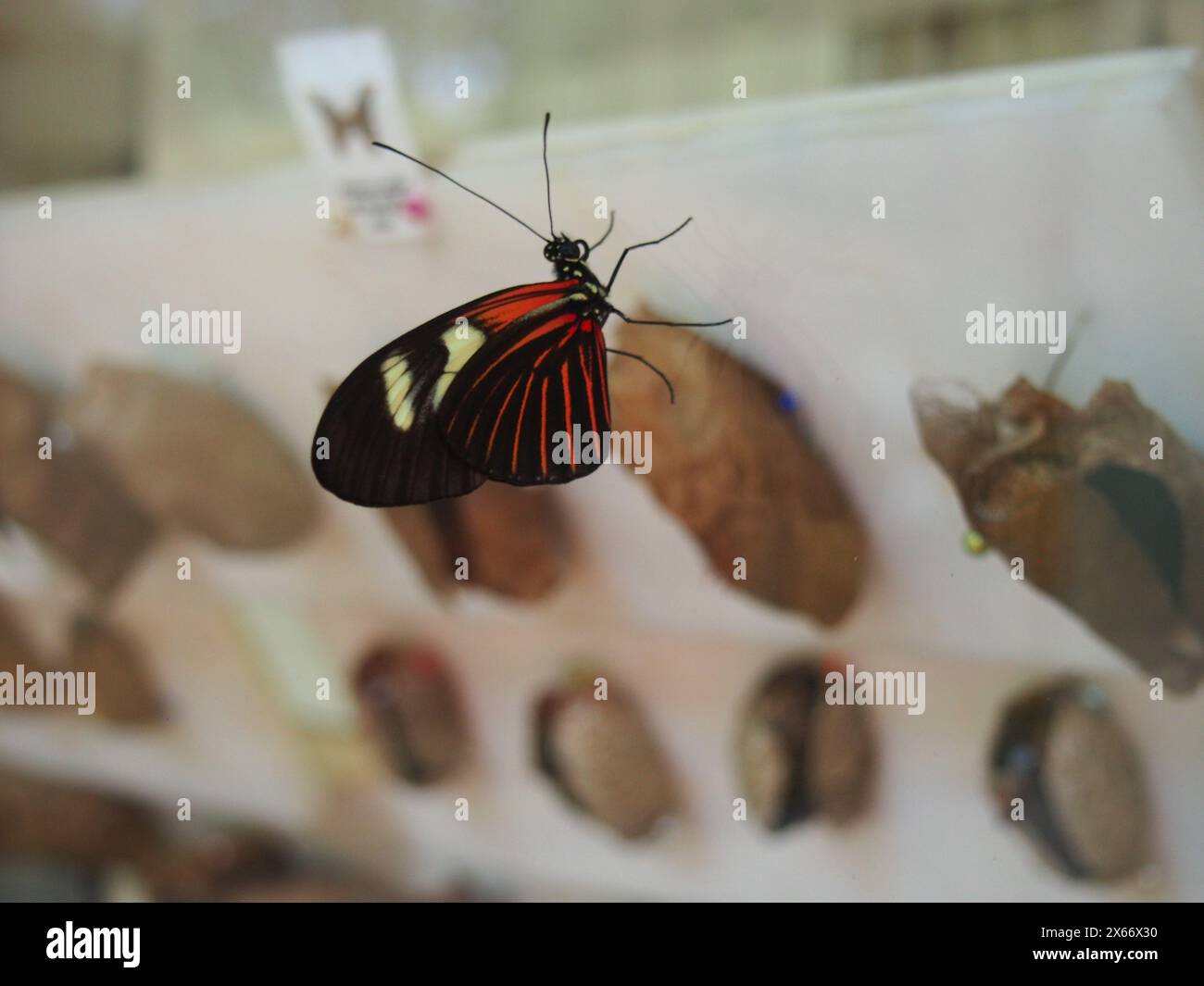 Butterfly breeding at The Key West Butterfly and Nature Conservancy ...