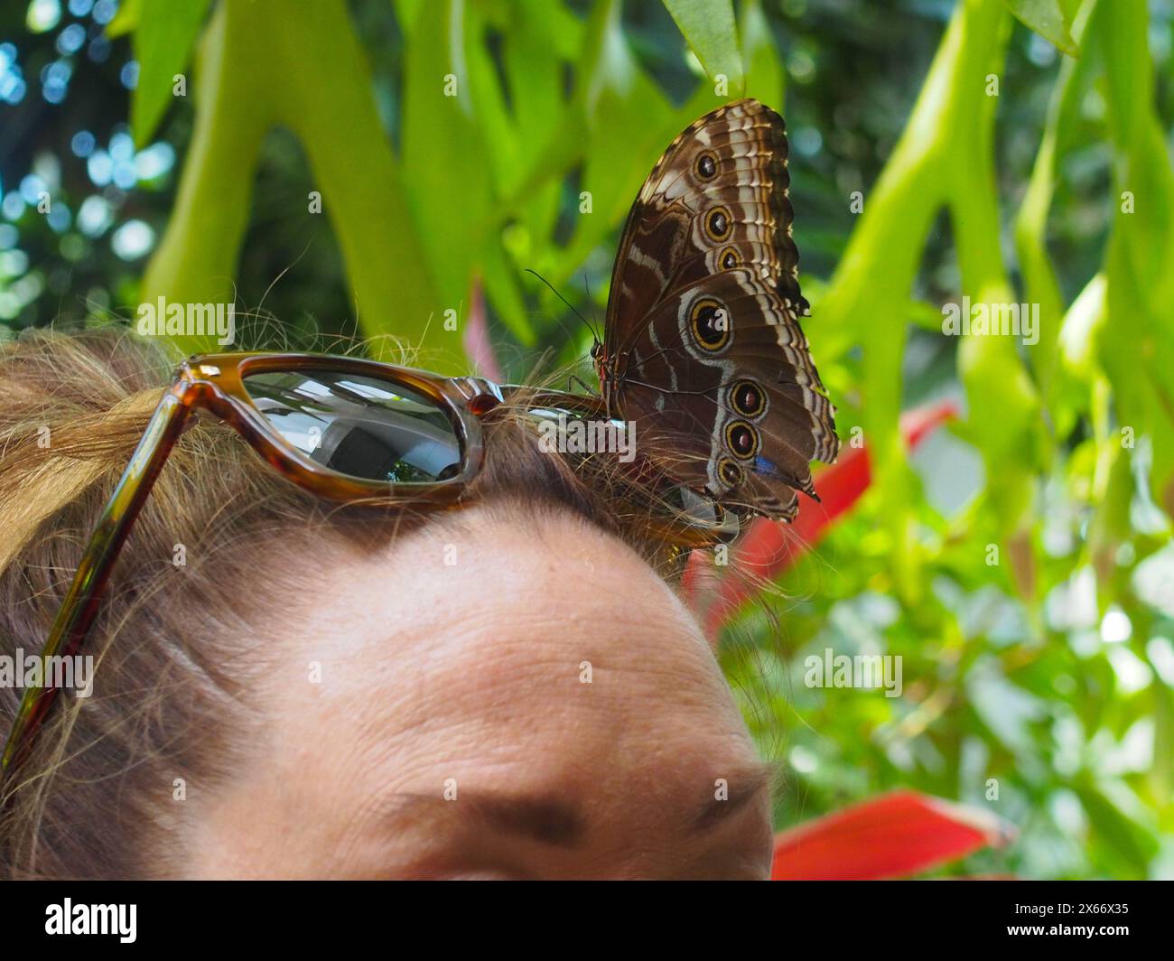 Butterfly lands on a woman's sunglasses at The Key West Butterfly and ...