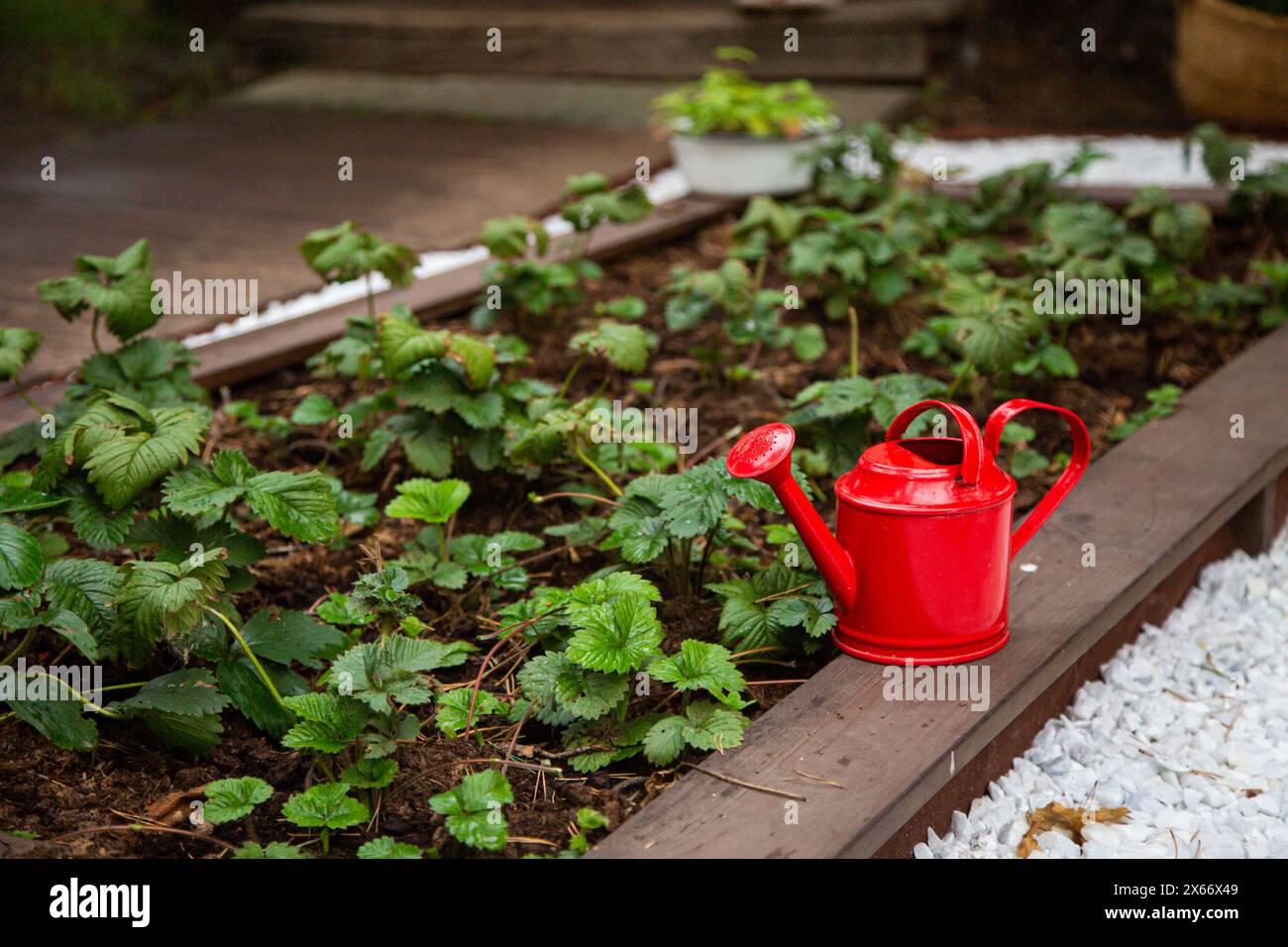 metal watering can placed in a vegetable garden square with vegetables ...