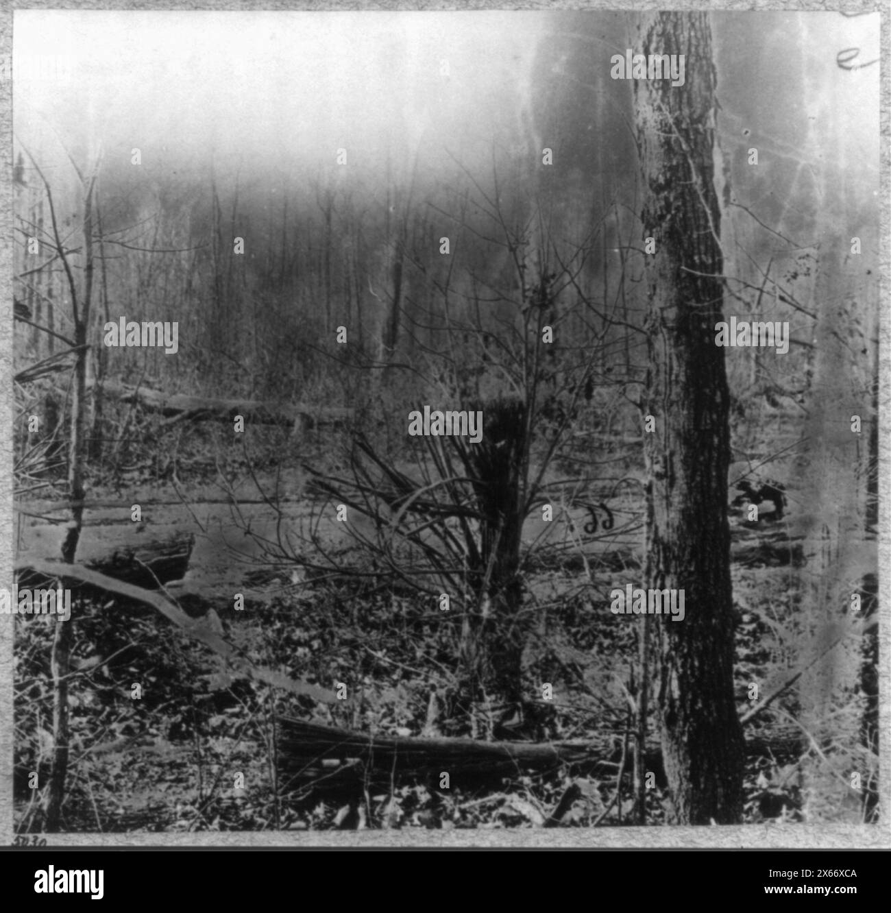 Scene of General Wadsworth's death. Tree in foreground was shattered by ...