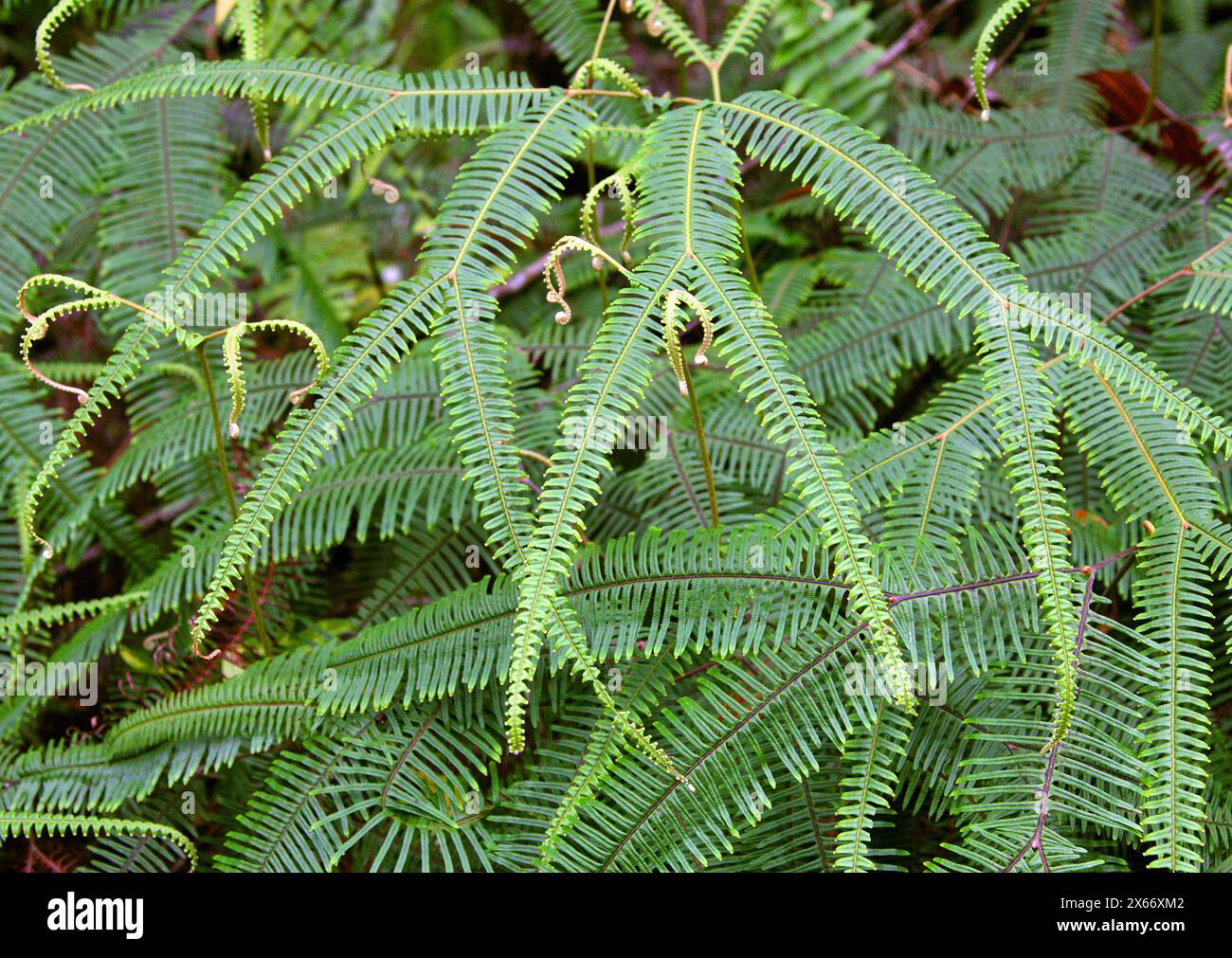 Fern, Dicranopteris pectinata, Gleicheniaceae. Arenal Volcano National ...