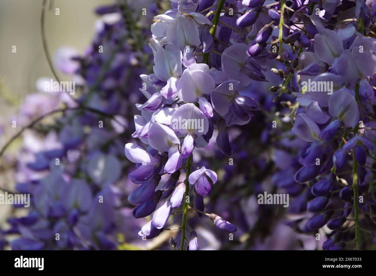 Masses of Japanese Wisteria Blossom Stock Photo - Alamy