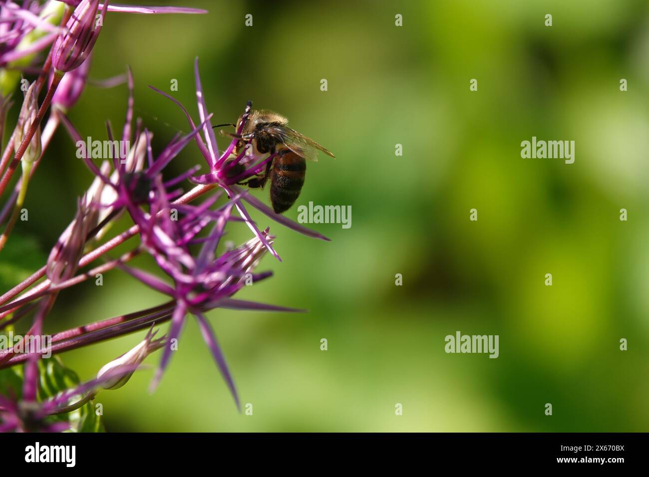Spring UK, Bee Pollinating Allium Flower Stock Photo - Alamy