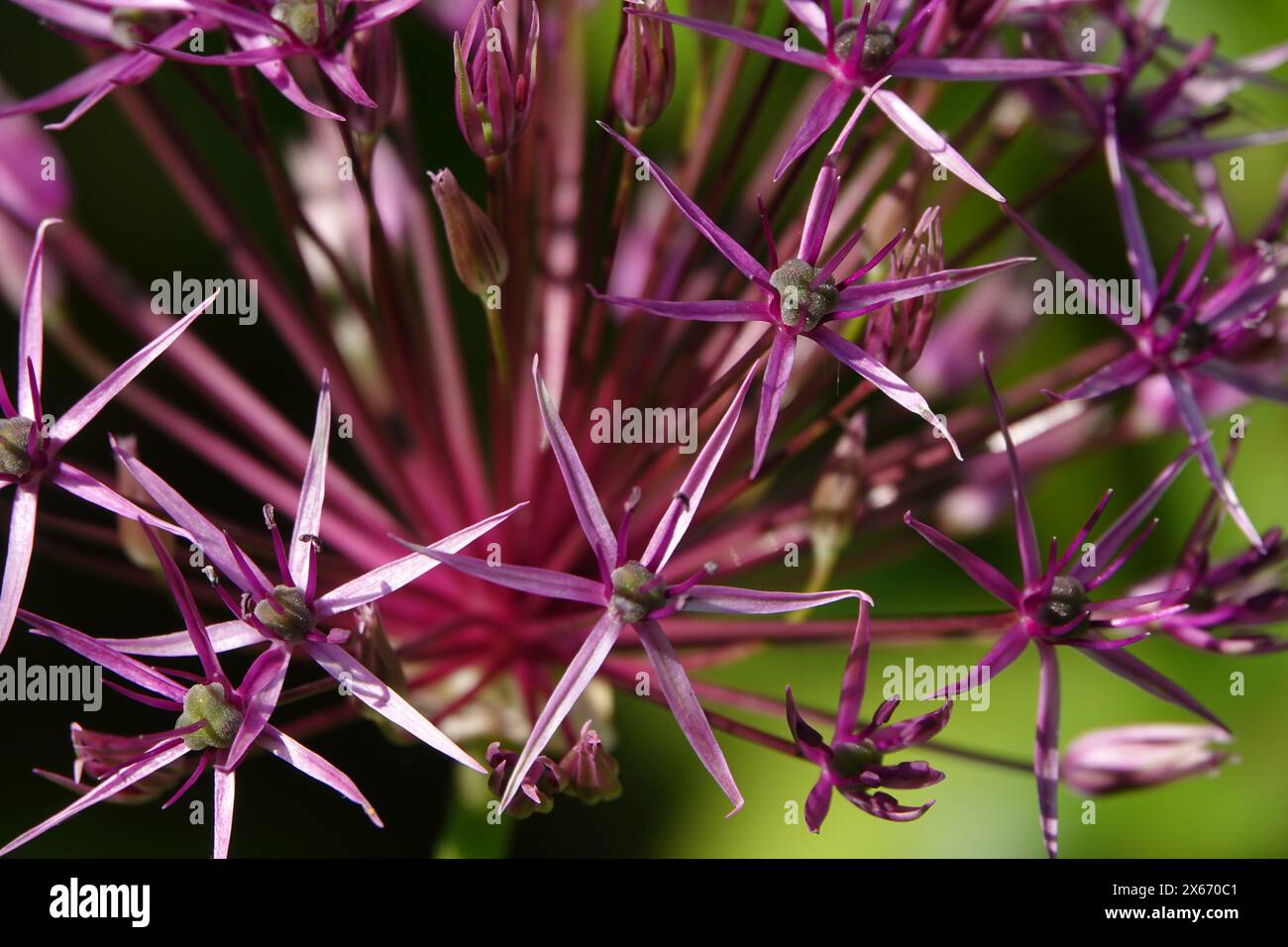 Delicate flower spikes hi-res stock photography and images - Alamy
