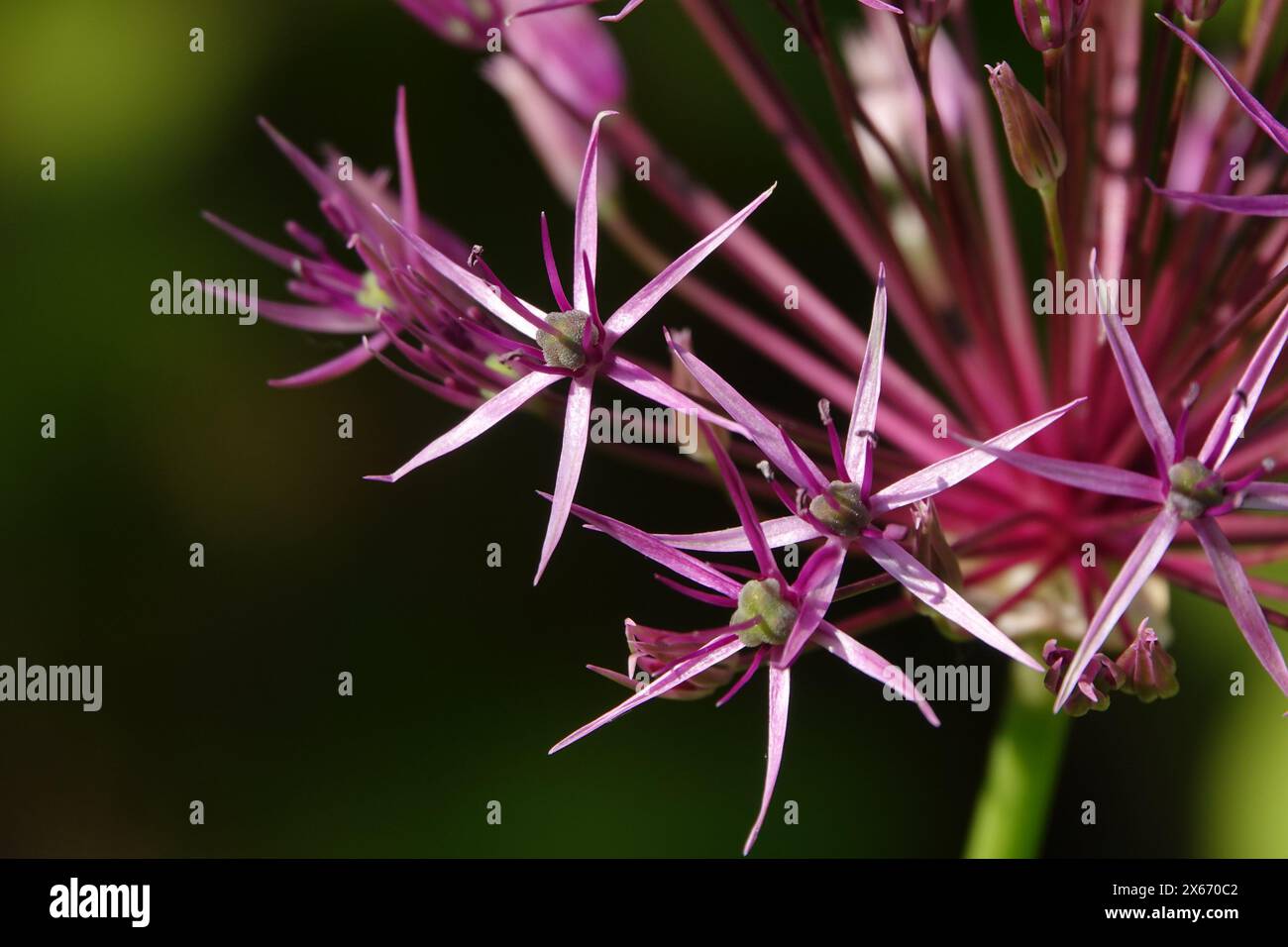 Spring UK, Individual Allium Flowers (Detail Stock Photo - Alamy