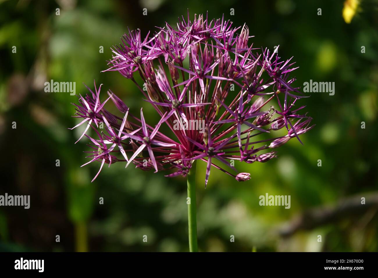 Spring UK, Allium Flower Stock Photo - Alamy