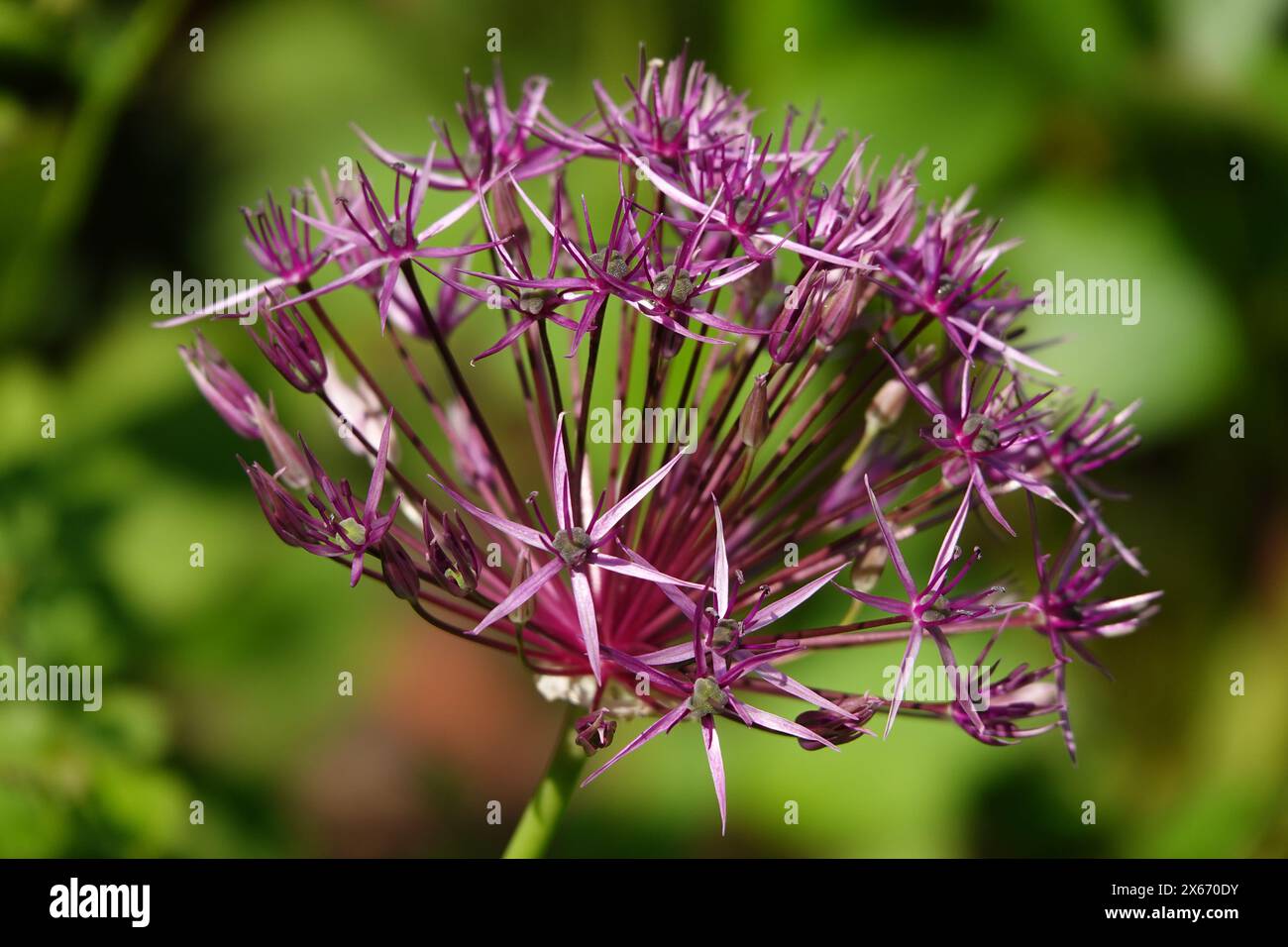 Spring UK, Purple Allium Flower Stock Photo - Alamy