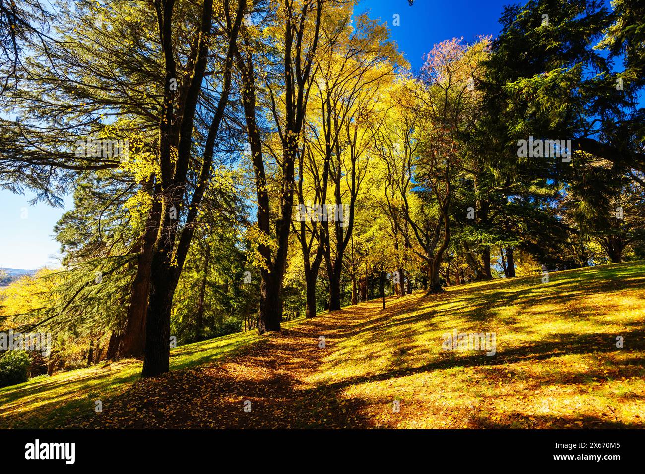 A late autumn afternoon in Wombat Hill Botanic Gardens in Daylesford ...