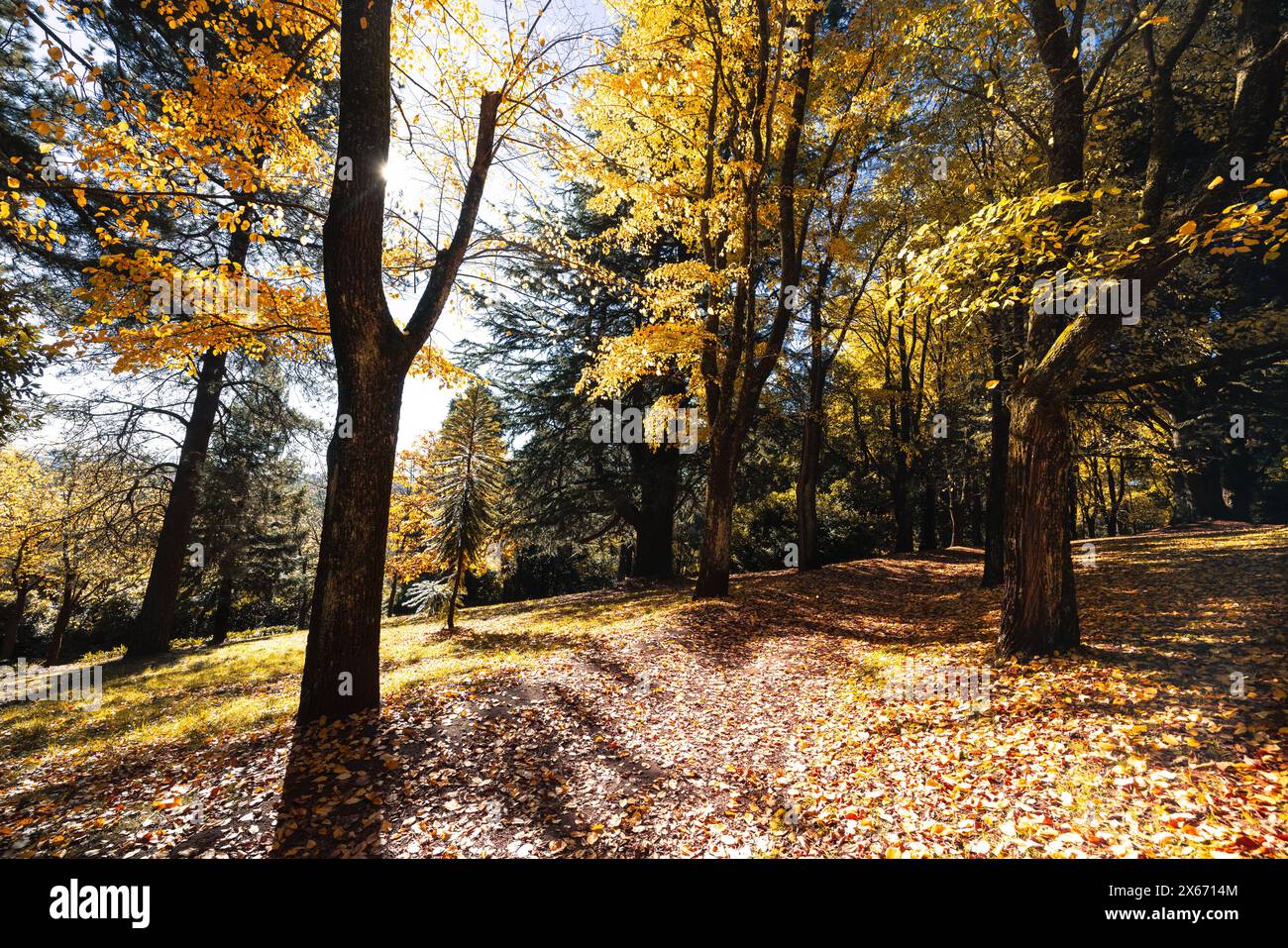 A late autumn afternoon in Wombat Hill Botanic Gardens in Daylesford ...
