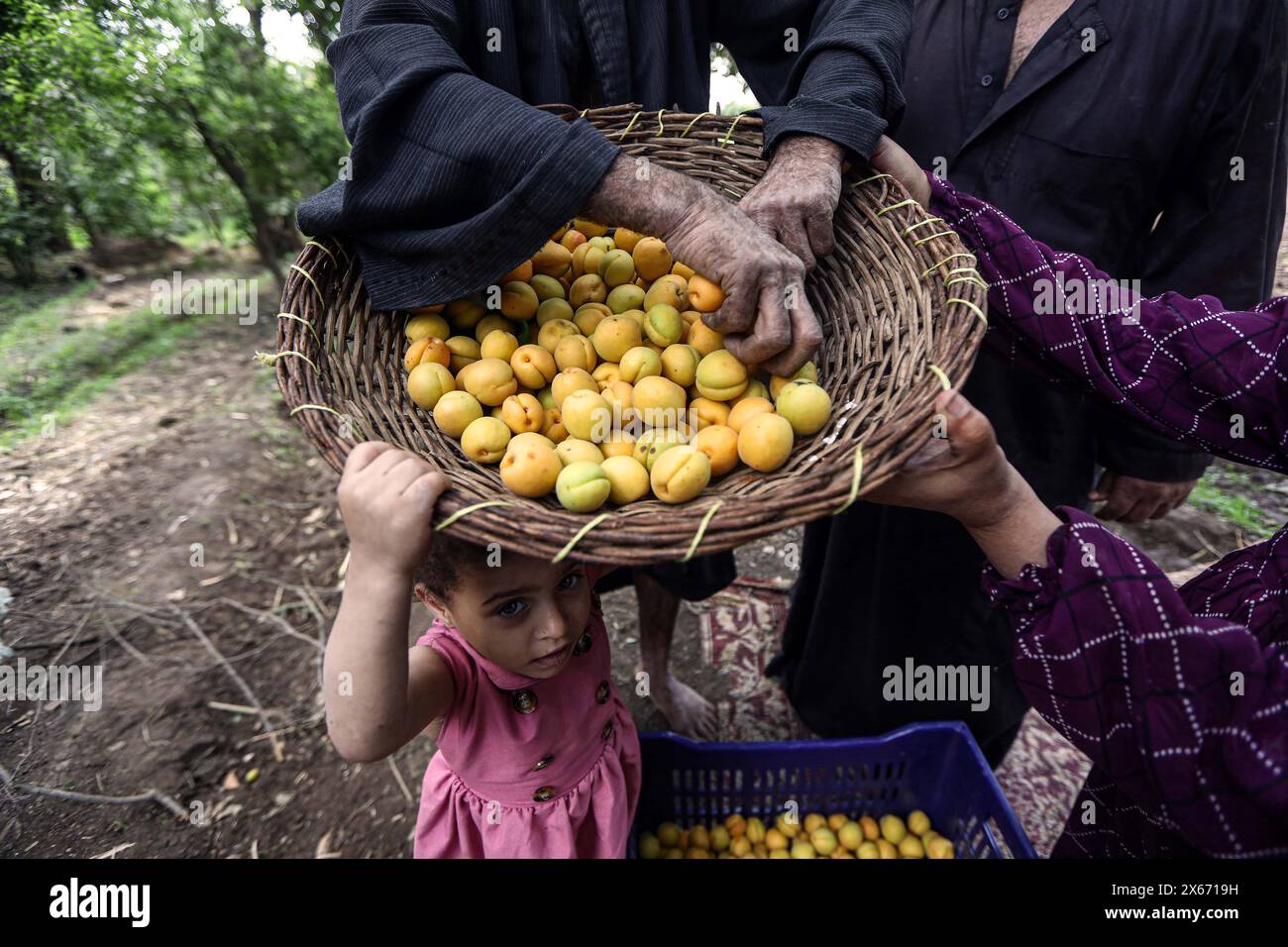 Qalyubia, Egypt. 13th May, 2024. Farmers harvest apricots at a grove in ...