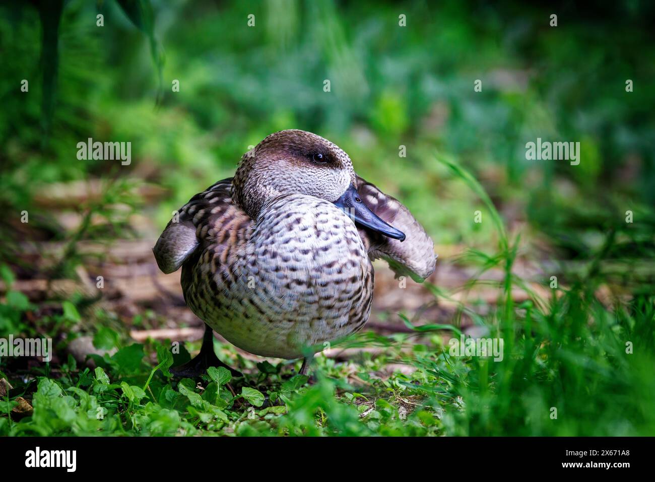 A marbled teal duck, Marmaronetta angustirostris, a medium sized ...