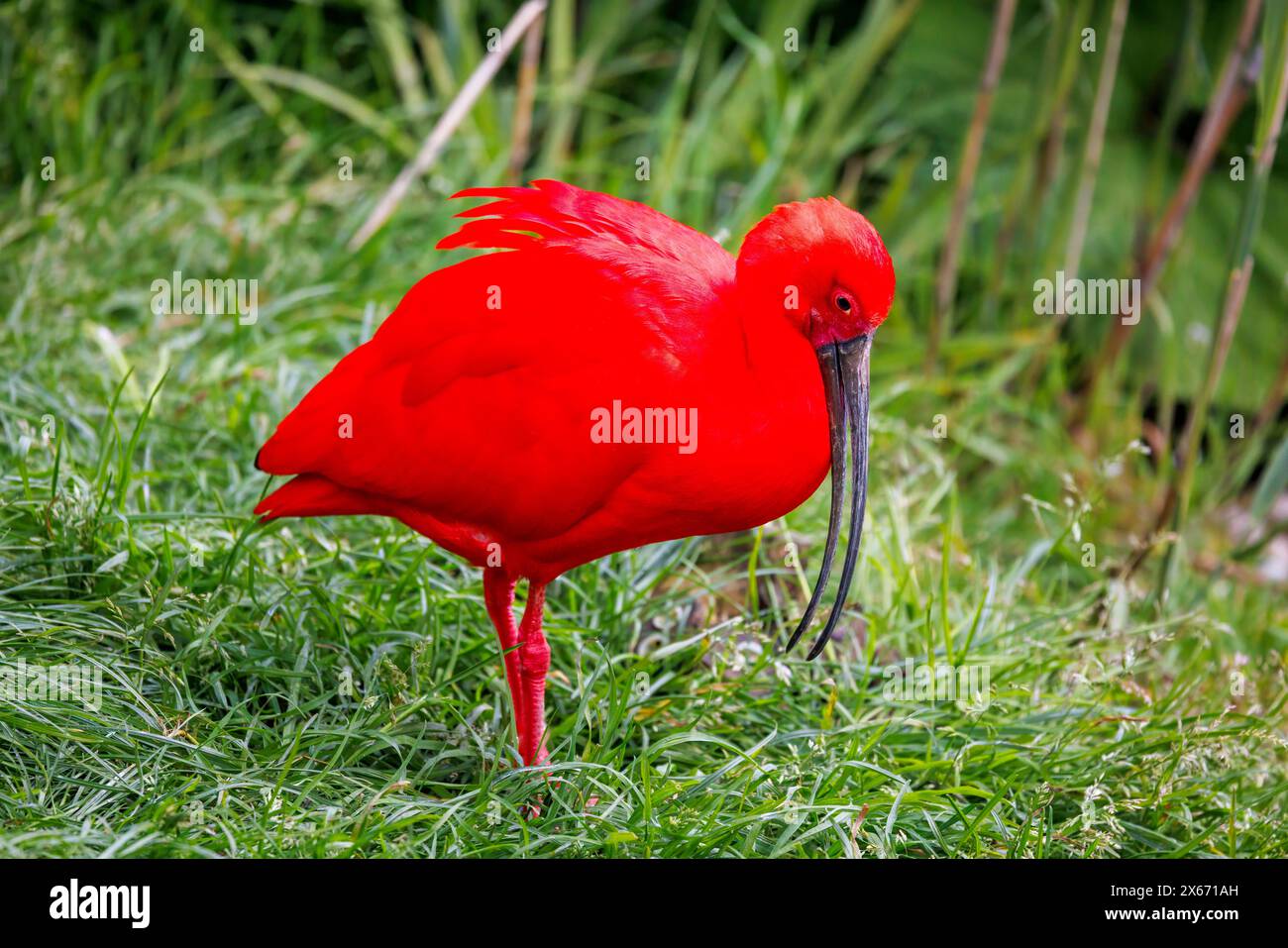 A mature scarlet ibis, Eudocimus ruber. A diet of red crustaceans ...