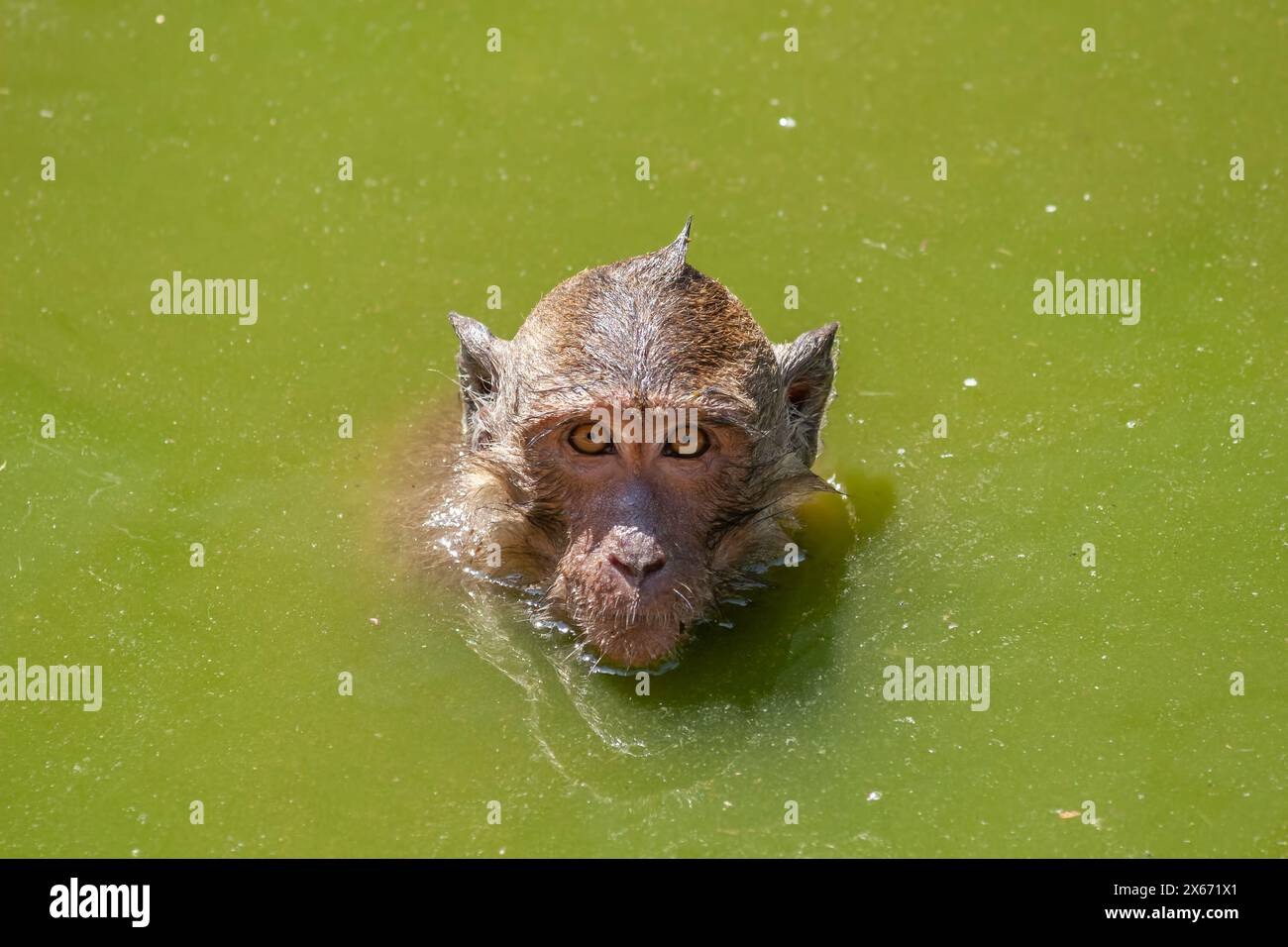 Crab-eating macaque (Macaca fascicularis, Long-tailed macaque) in water ...