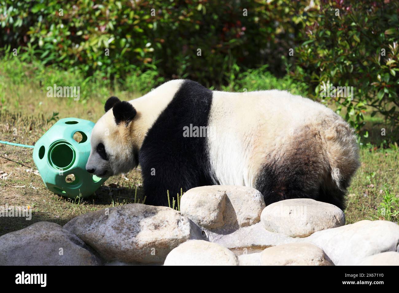 Tuanzi hi-res stock photography and images - Alamy