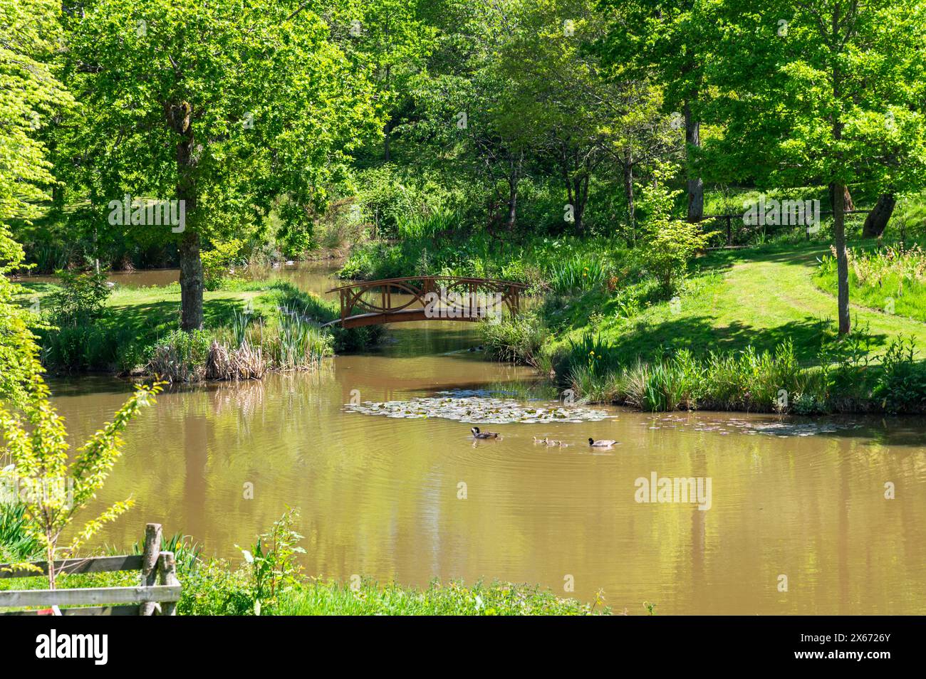 A large secluded pond with an ornamental bridge and a pair of adult ...