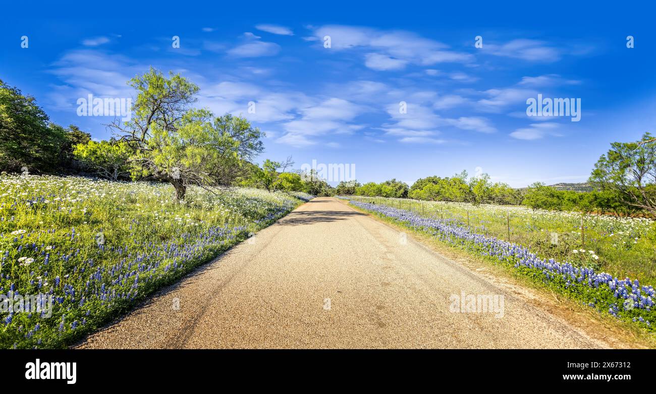 Rural street through meadows of blue bonnets, Texas backroads Stock ...