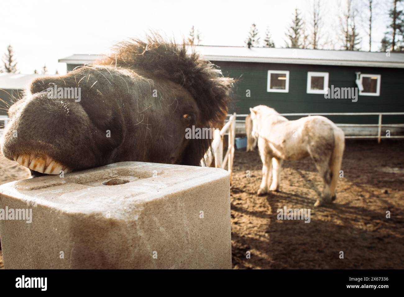 South Iceland - 2nd march, 2023: Fridheimar- tomato and horse breeding ...