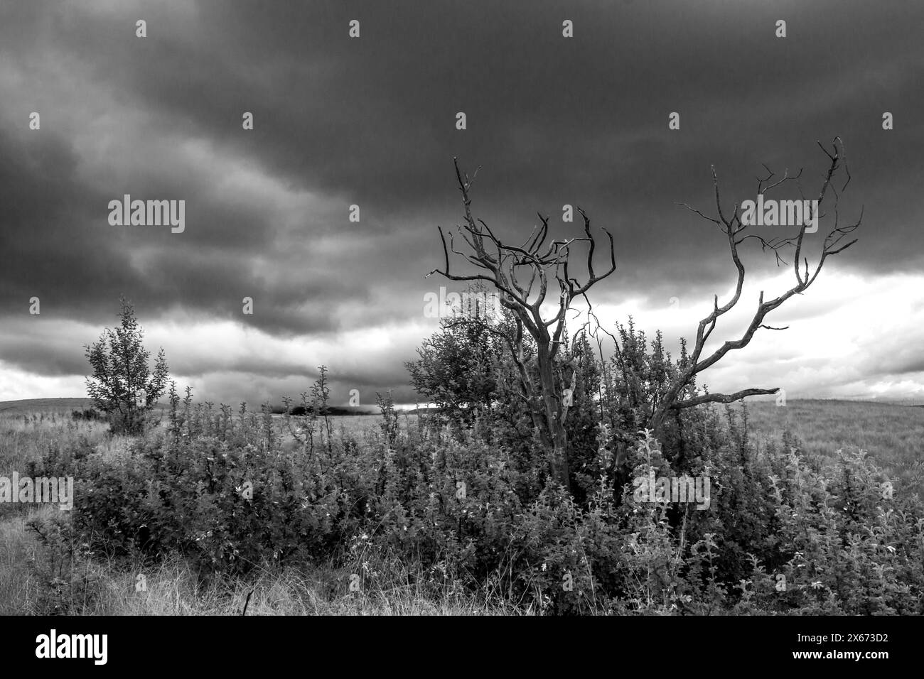 Ominous black and white view of dead branches of an old wood tree with ...