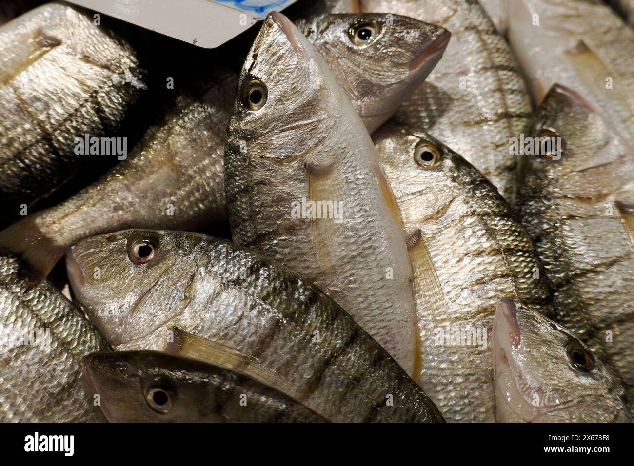 Sand steenbras fresh fish seafood at Ortigia Syracuse sicily historic ...