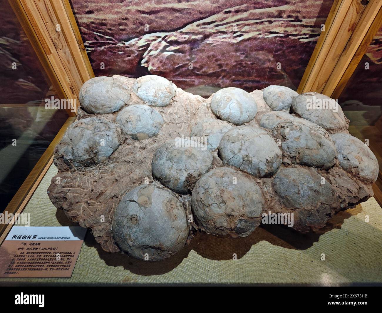 BEIJING, CHINA - MAY 1, 2024 - A fossilized dinosaur egg is displayed ...