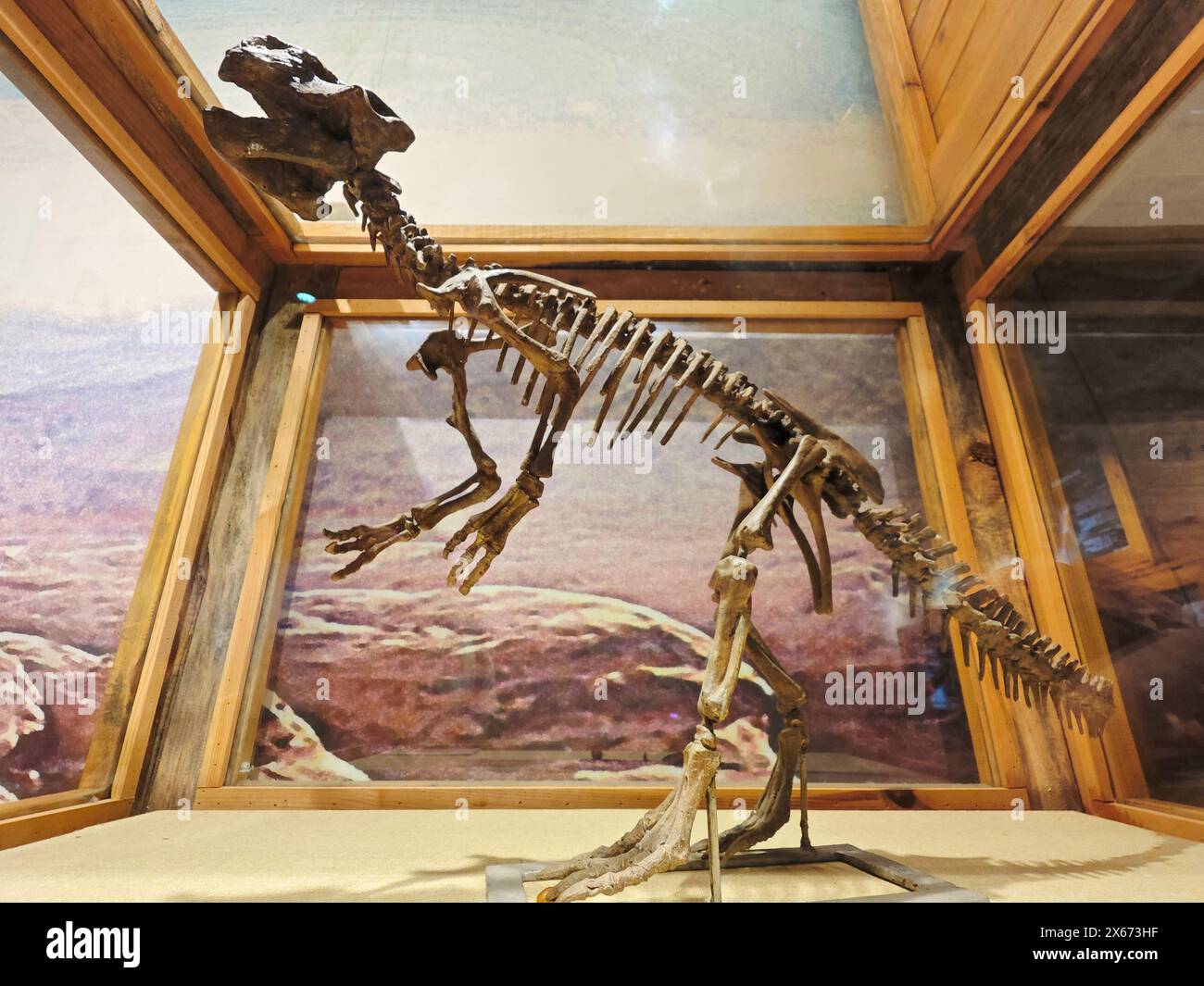BEIJING, CHINA - MAY 1, 2024 - A psittacosaurus fossil is displayed at ...