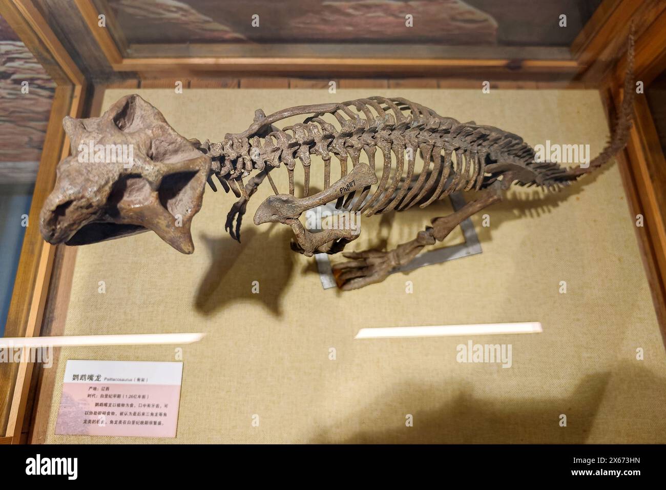 BEIJING, CHINA - MAY 1, 2024 - A psittacosaurus fossil is displayed at ...