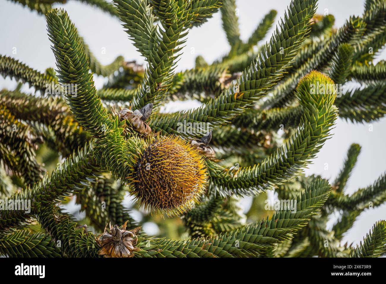 Araucaria araucana flower hi-res stock photography and images - Alamy