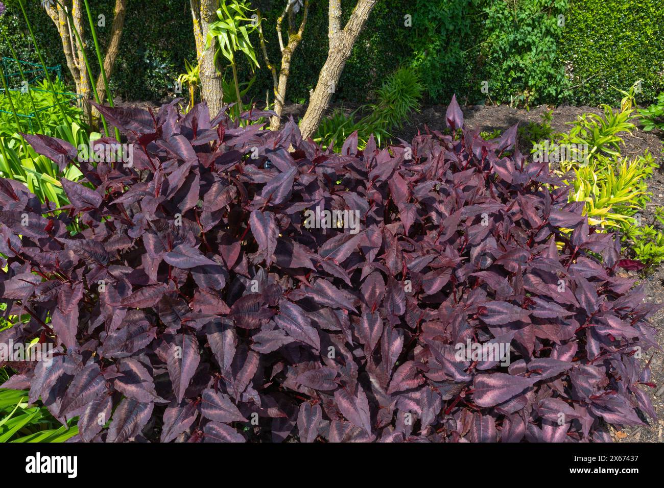 Persicaria microcephala red dragon, small headed knotweed. grown for ...