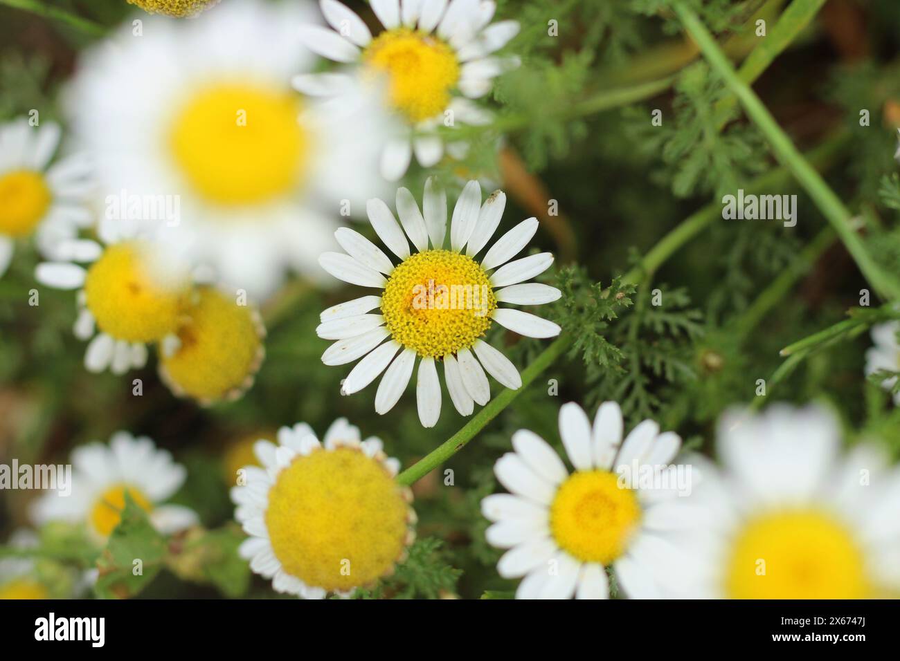 May daisy in bloom in nature Stock Photo - Alamy