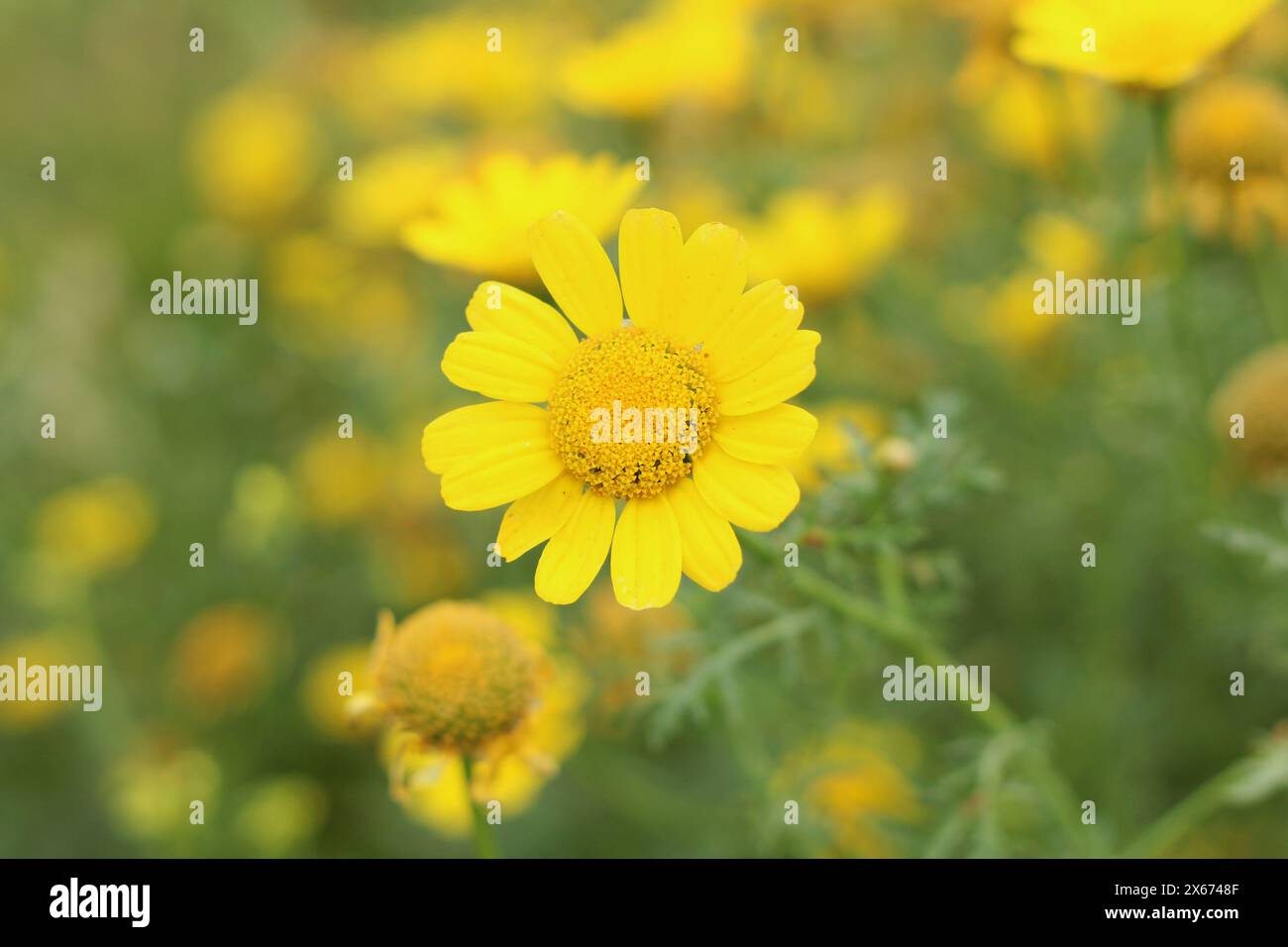 Yellow corn daisy (Glebionis segetum) flower blooms in nature. Close up ...