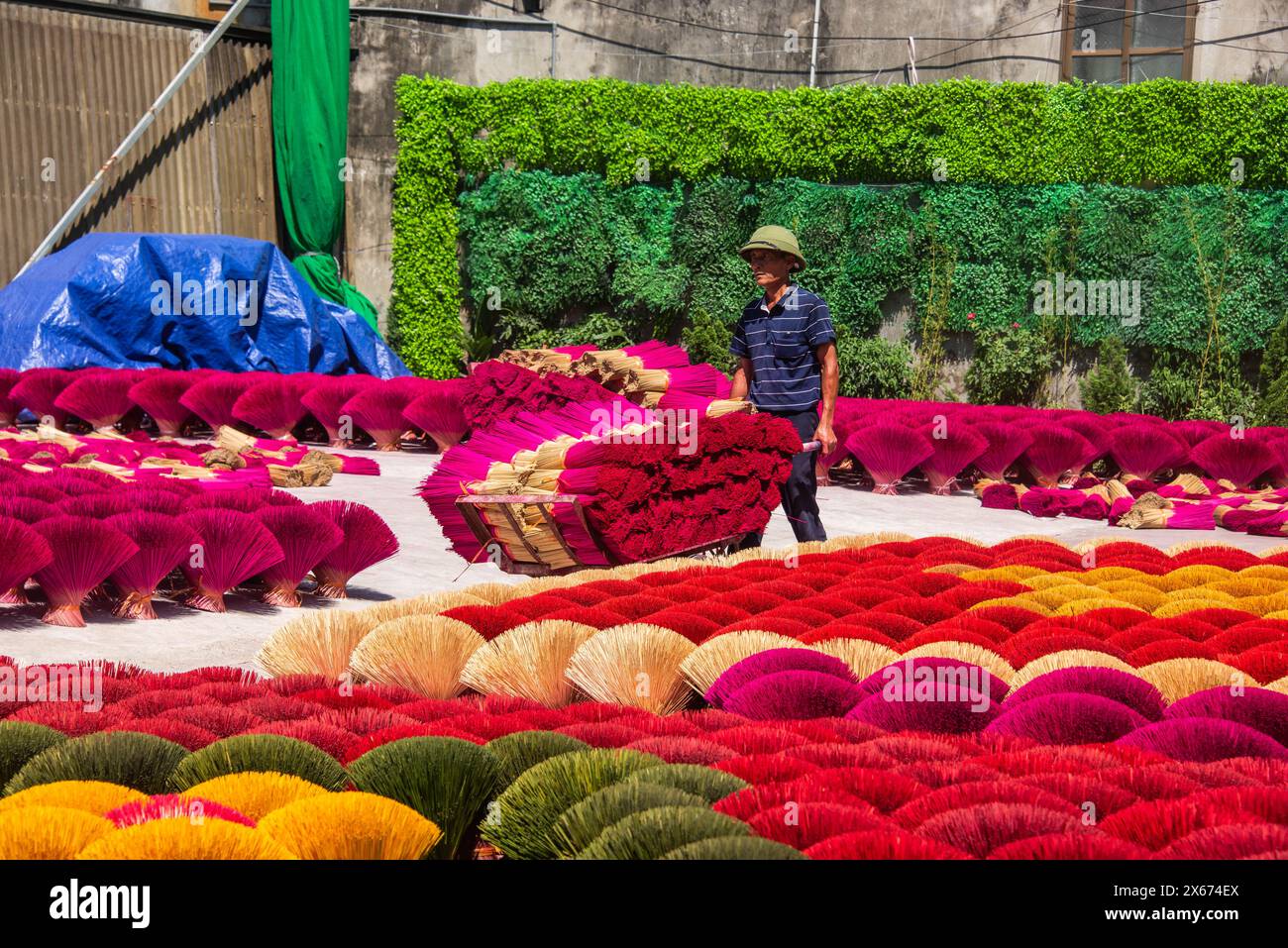 Worker drying incense in the Quang Phu Cau incense village, Hanoi ...